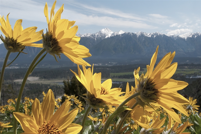 Cranbrook Community Forest